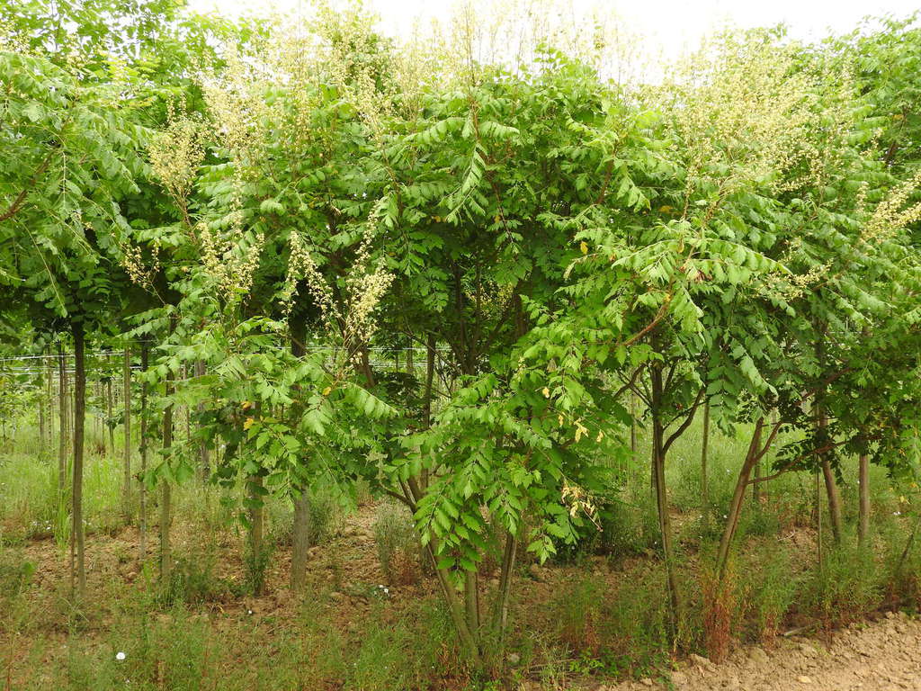 Pépinières de l'Atlantique - Arbres en Cépées